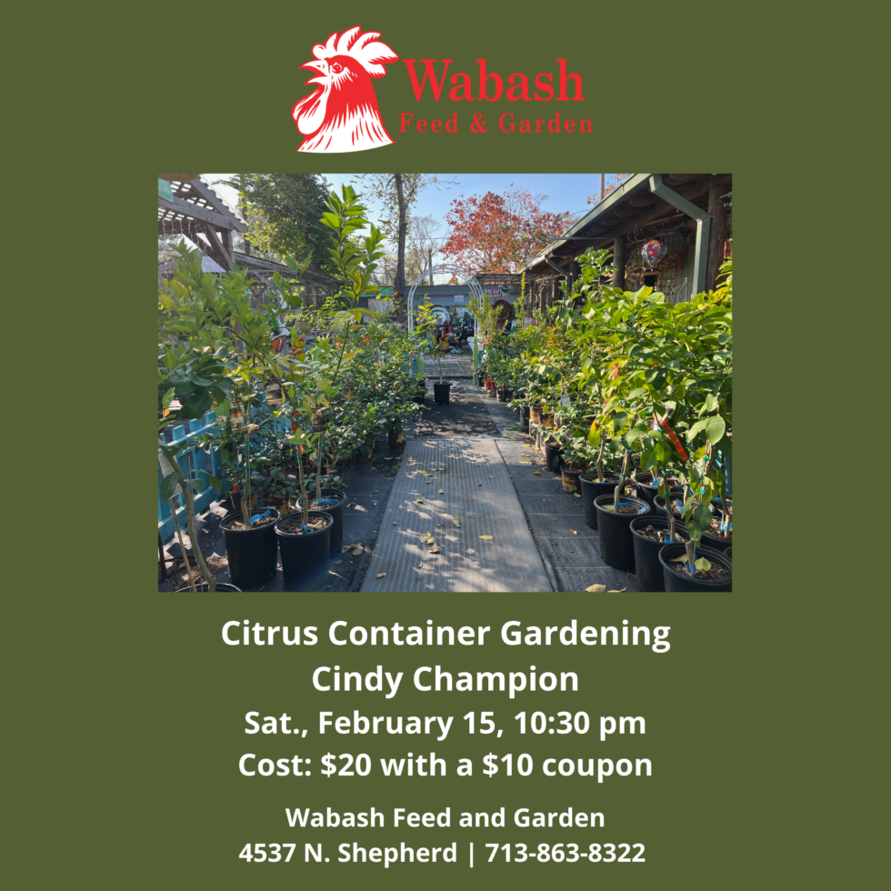 Citrus Container Gardening with Cindy Champion | Wabash Feed & Garden