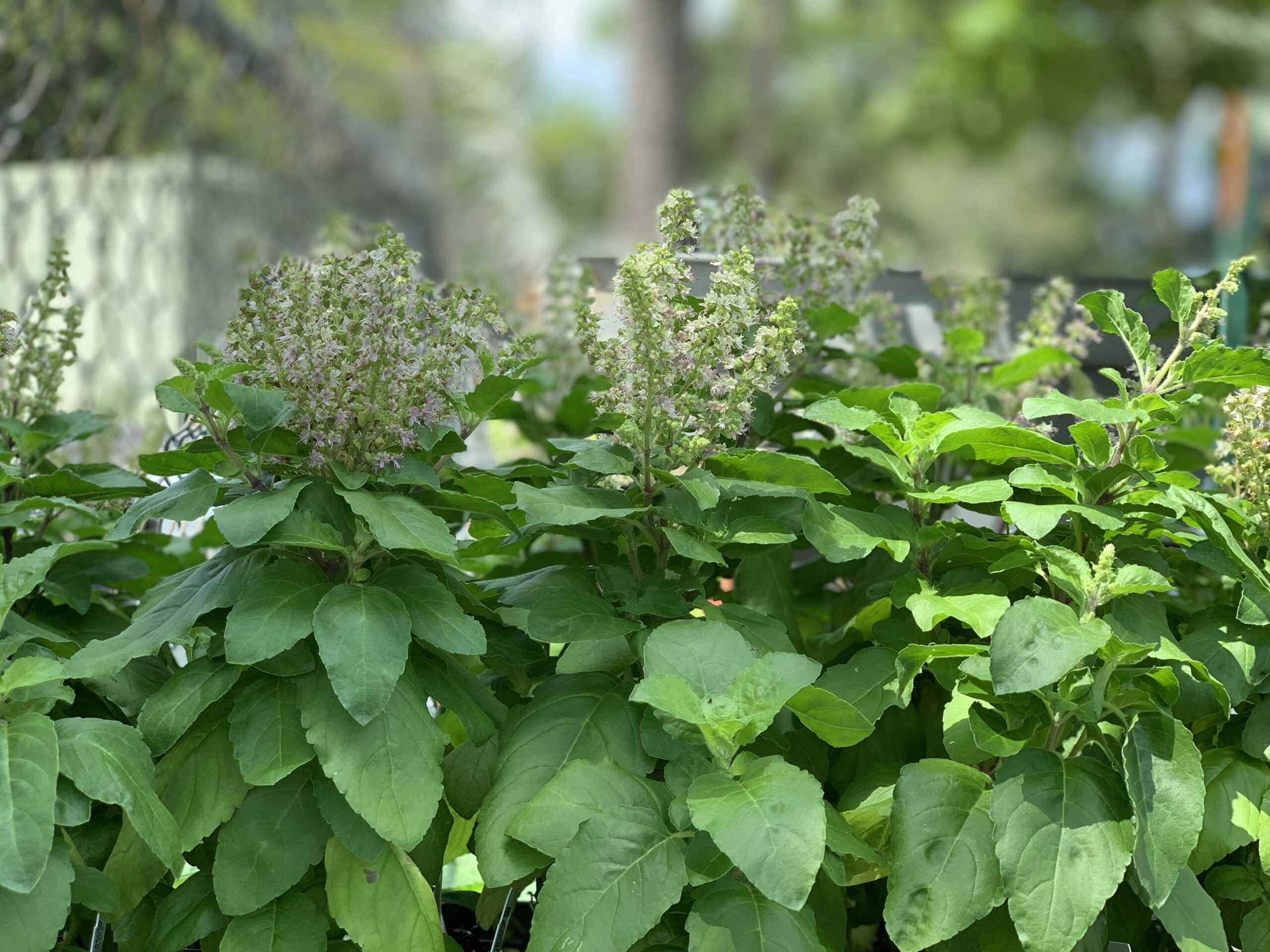 Seeds | Wabash Feed & Garden