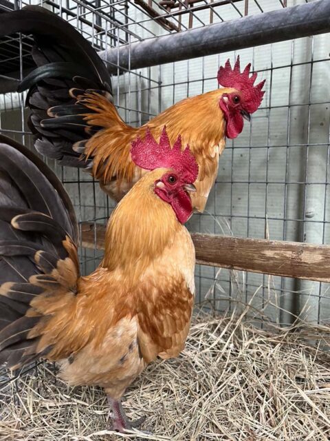 Chickens For Sale Houston: Hens, Roosters & Eggs