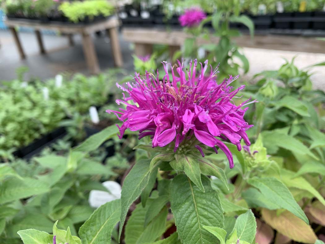 Seeds | Wabash Feed & Garden